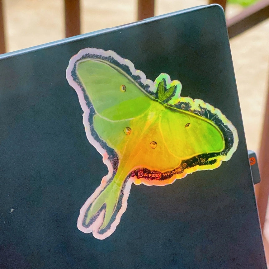 Holographic Luna Moth Sticker – Idlewild Butterfly Farm