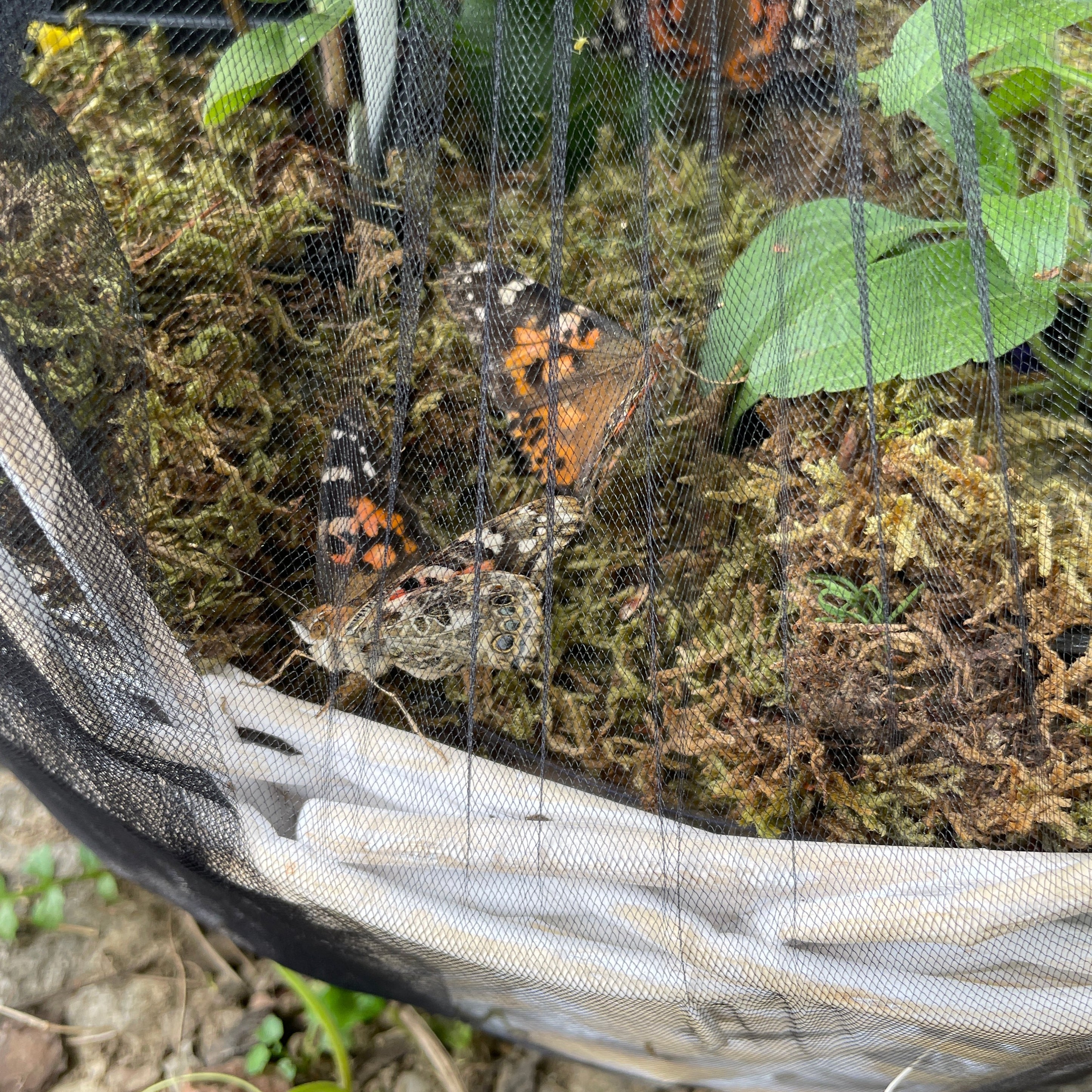 Idlewild Butterfly Farm & Insectarium