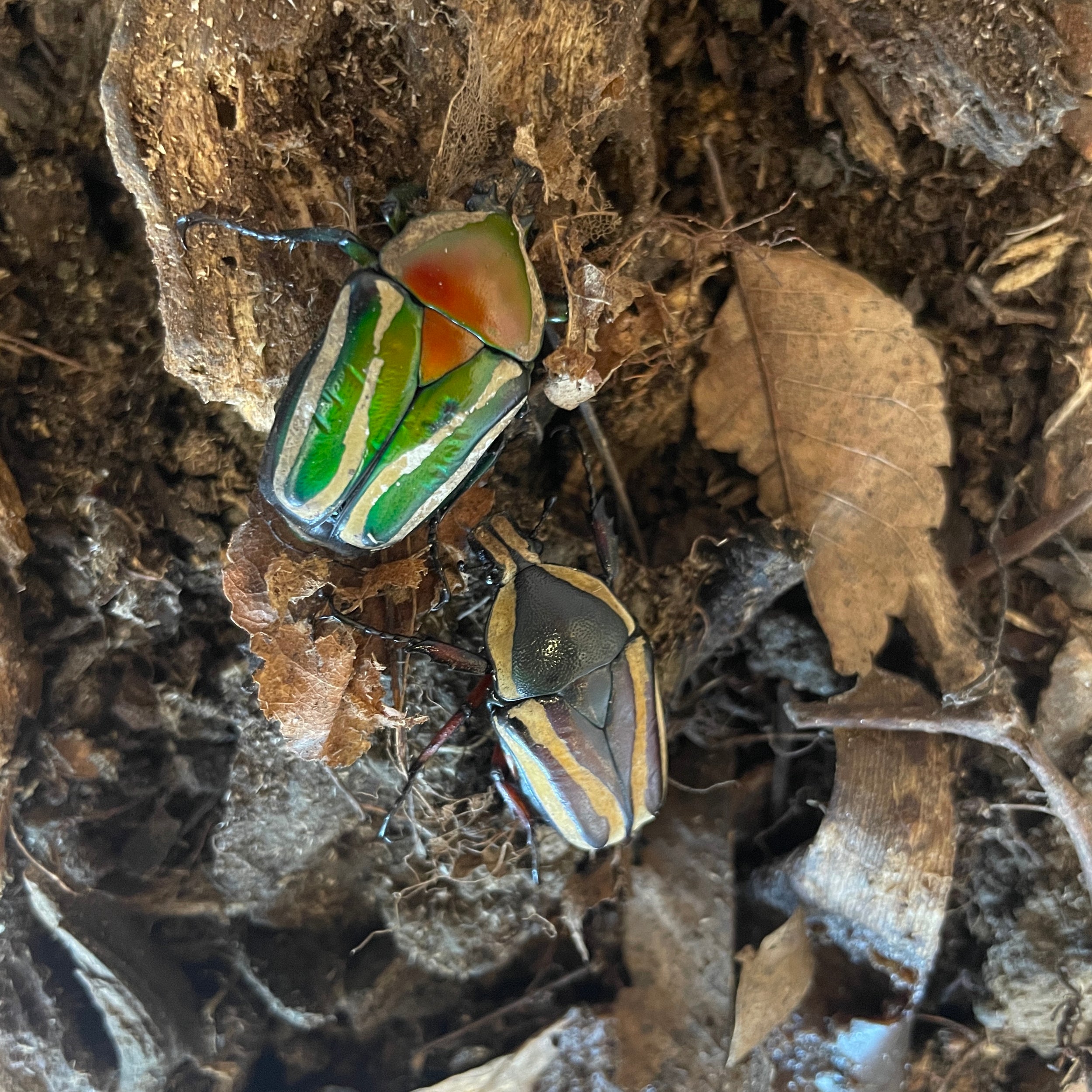 Idlewild Butterfly Farm & Insectarium