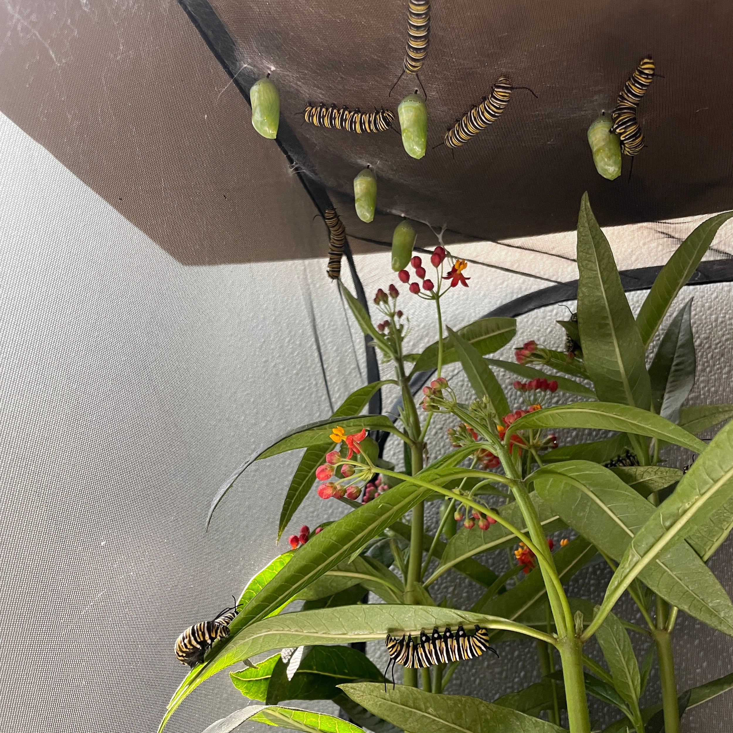 Idlewild Butterfly Farm & Insectarium