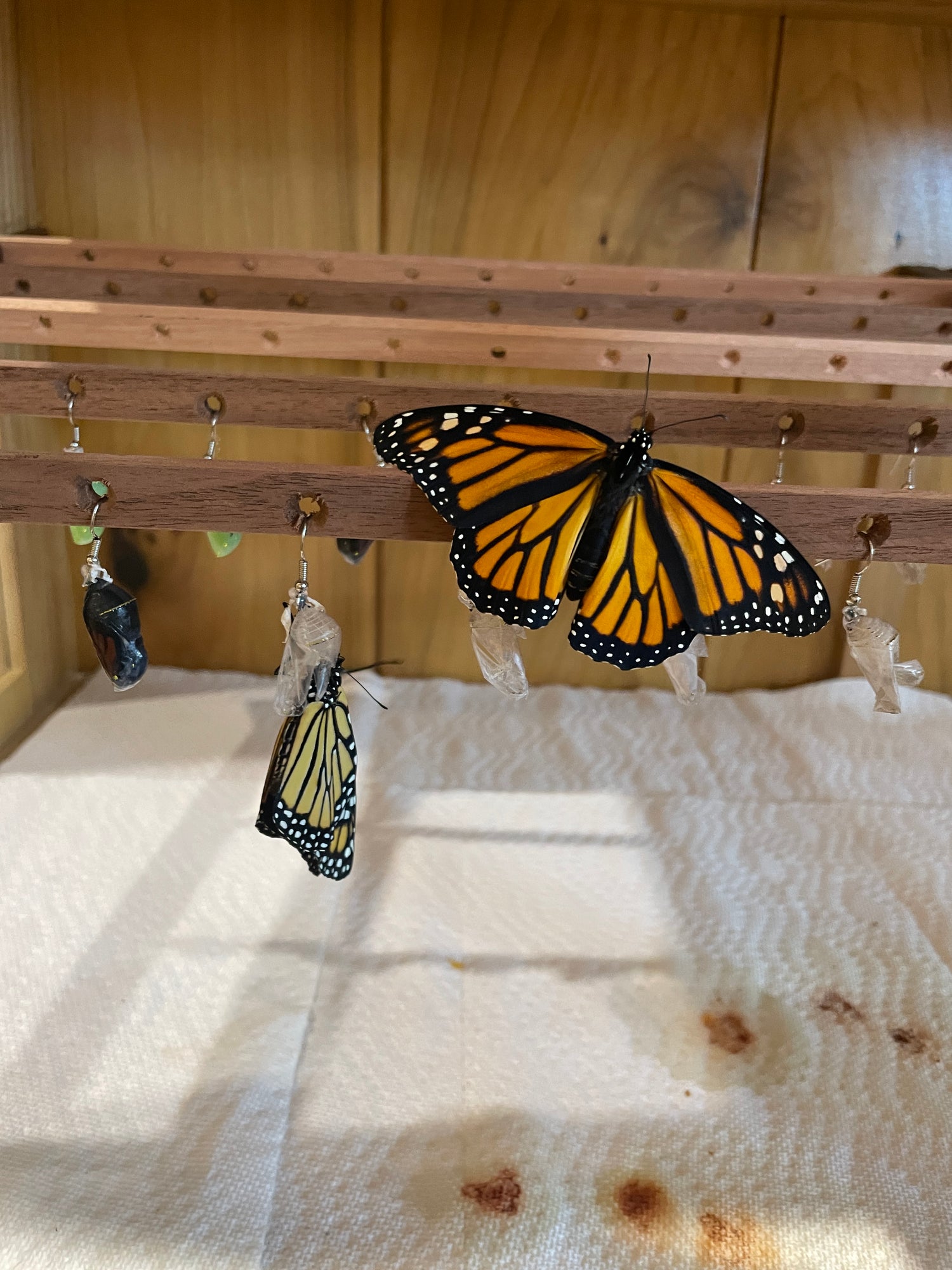 Butterflies – Idlewild Butterfly Farm