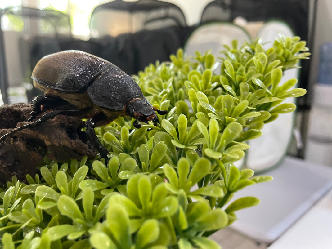 Idlewild Butterfly Farm & Insectarium