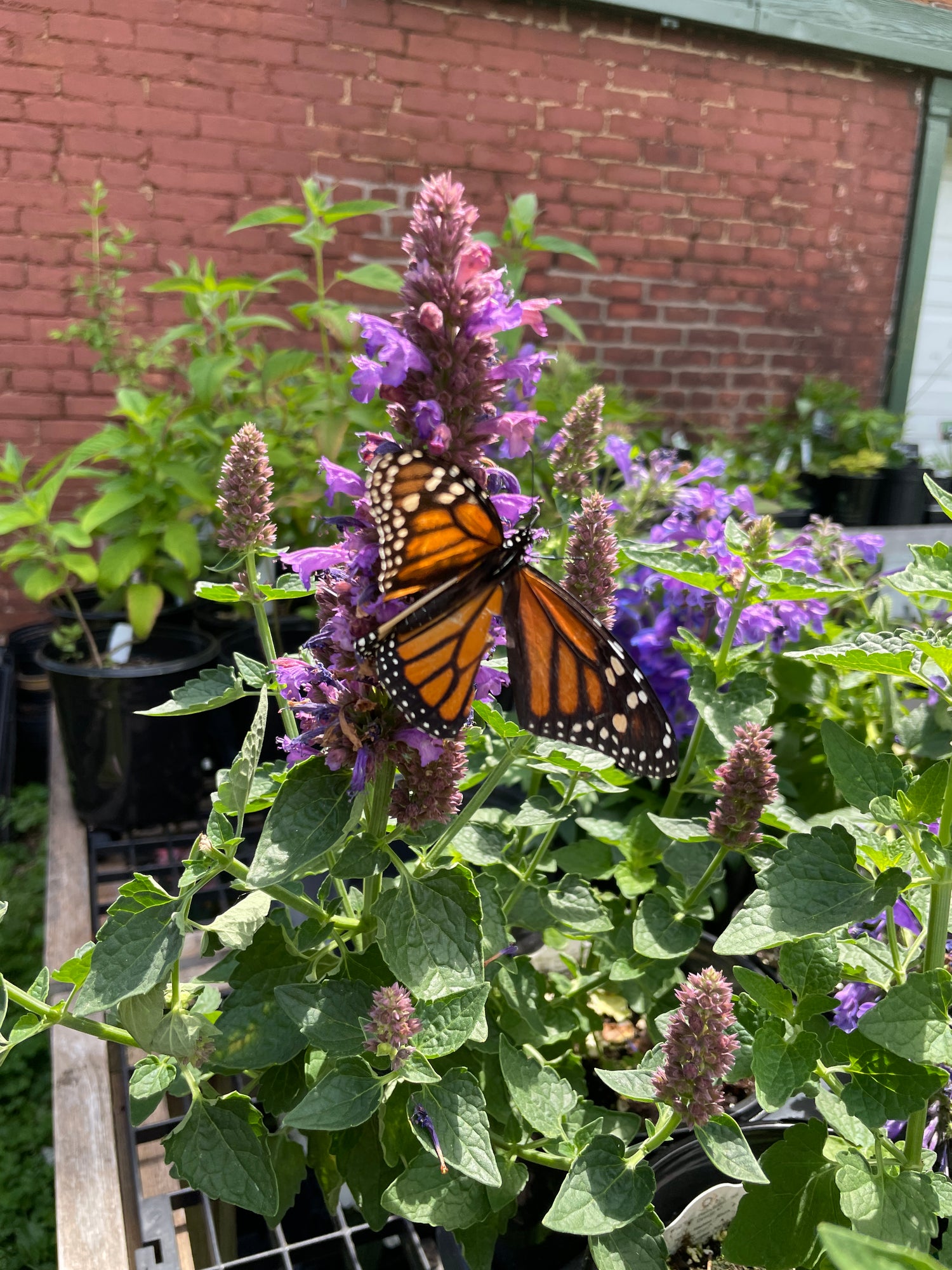Idlewild Butterfly Farm & Insectarium
