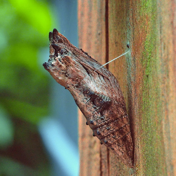 Butterflies – Idlewild Butterfly Farm