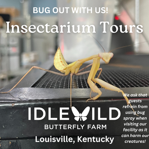 Idlewild Butterfly Farm & Insectarium