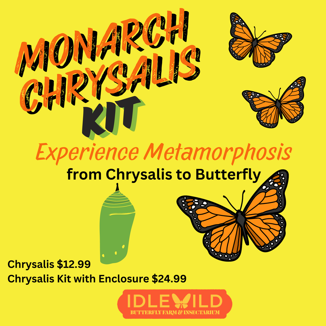 Idlewild Butterfly Farm & Insectarium