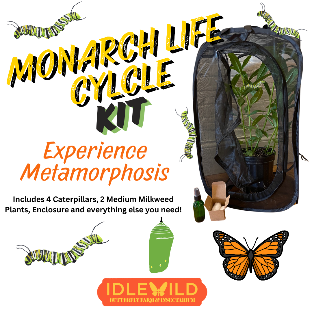 Idlewild Butterfly Farm & Insectarium