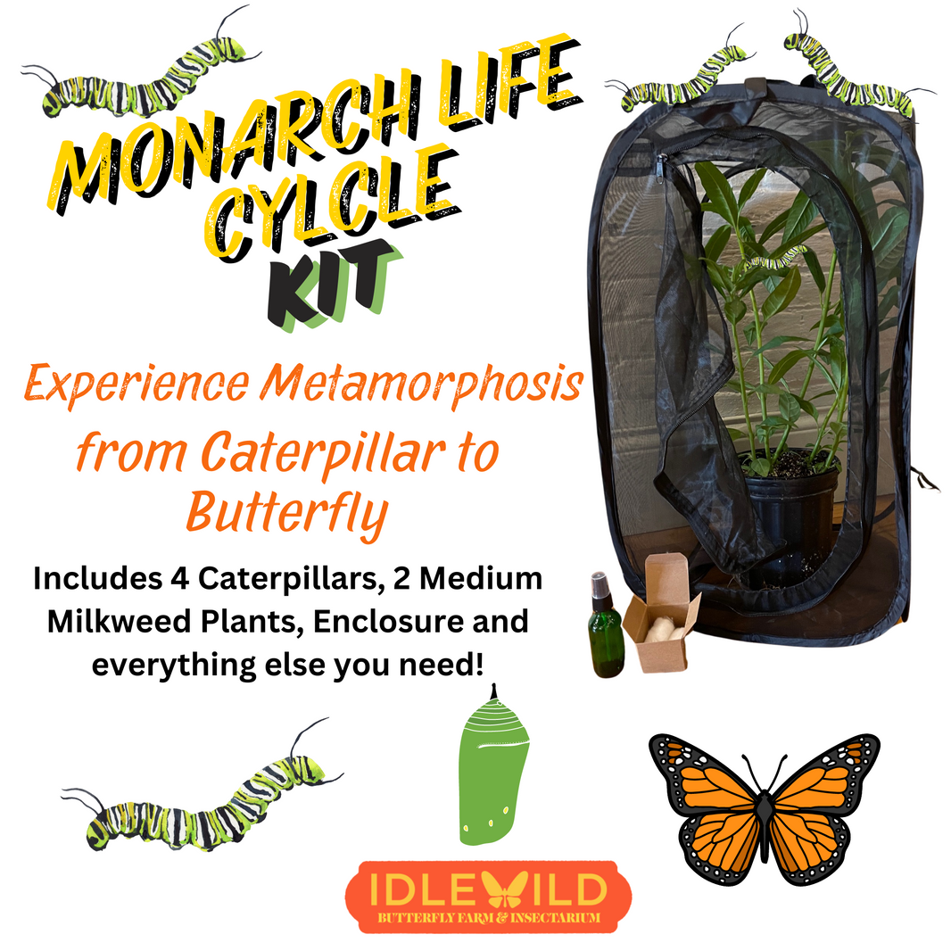 Idlewild Butterfly Farm & Insectarium