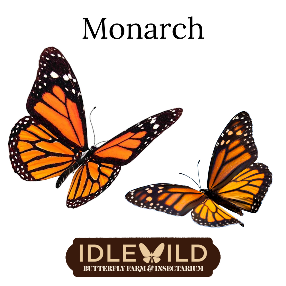 Butterfly Inquiry Form – Idlewild Butterfly Farm