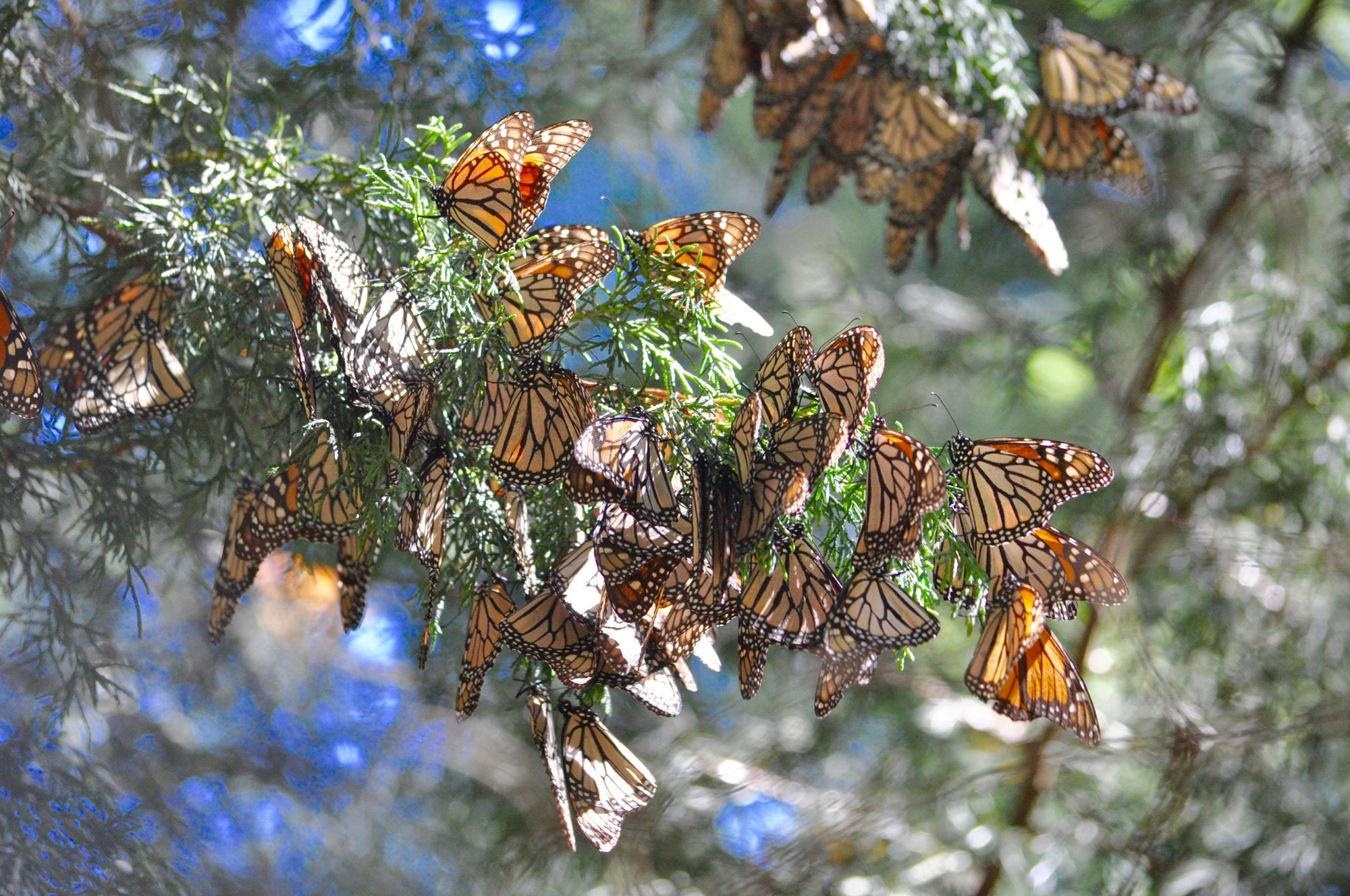 Idlewild Butterfly Farm & Insectarium