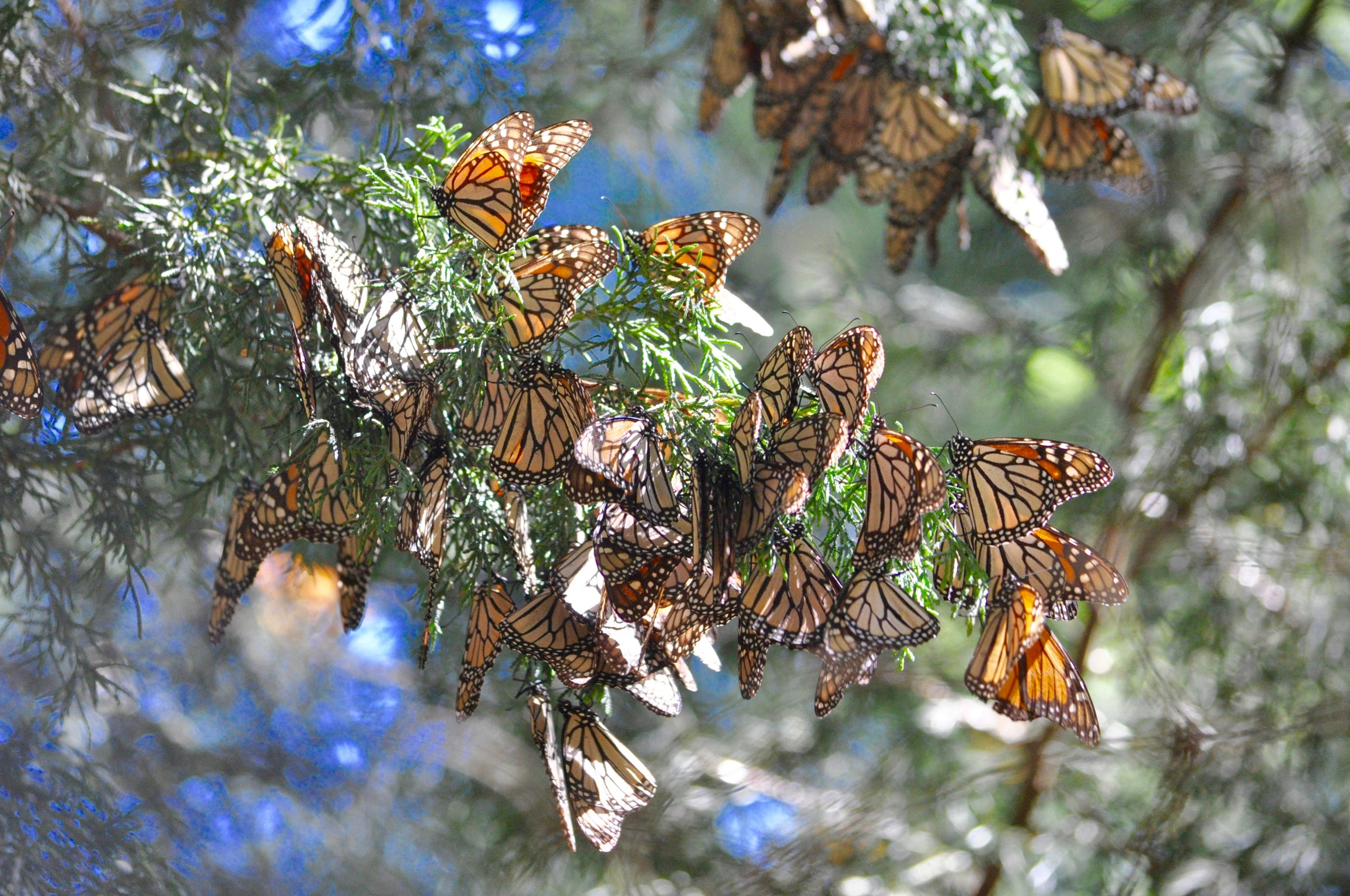 Idlewild Butterfly Farm & Insectarium