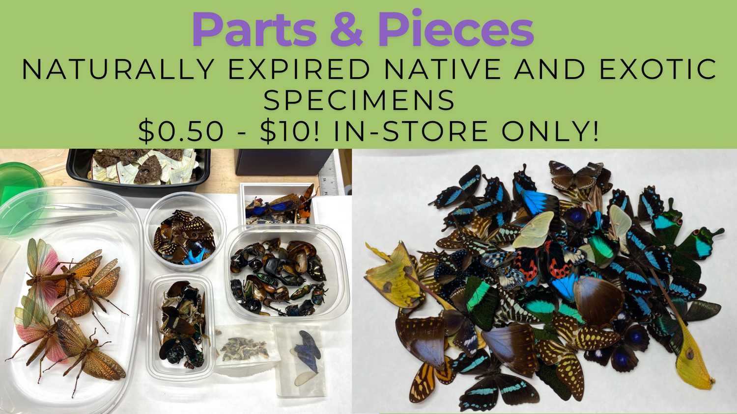 Idlewild Butterfly Farm & Insectarium